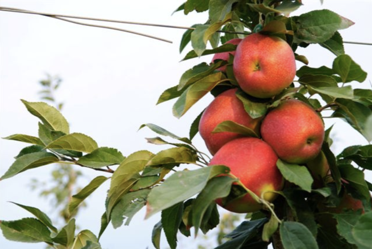 Sweet Tango Apple – Sarita Shoemaker